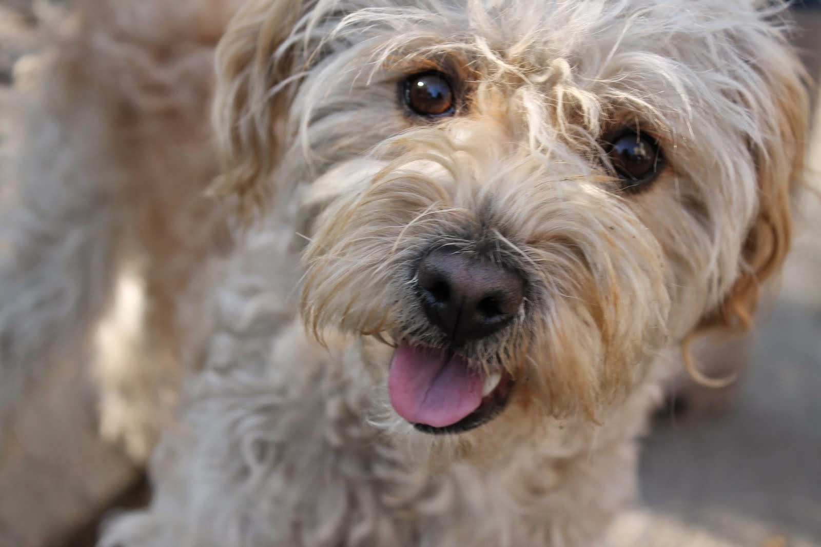 Madjarski ovčar – Pulin