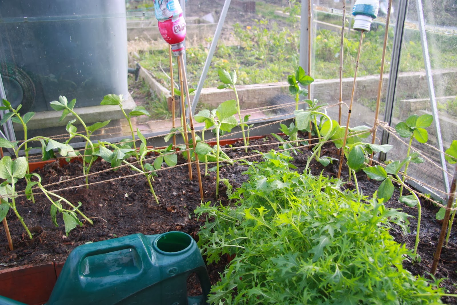 Allotment #65: A bit of early planting