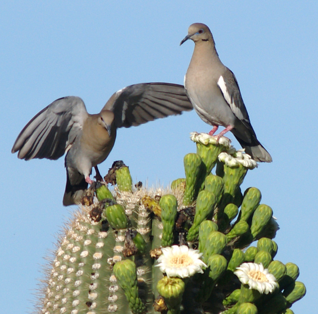 Arizona: Beetles, Bugs, Birds and more: Non-insect Pollinators of ...