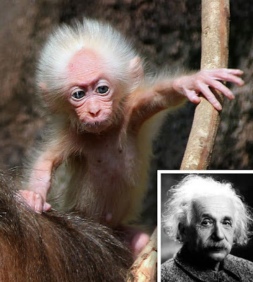 EINSTEIN LOOK-ALIKE MONKEY FOUND IN MALAYSIA - Stunning Interesting Facts