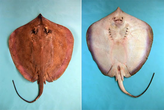 Bio Geo Nerd: Directional Terms - human