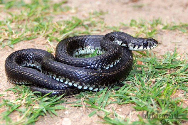 Herpetofauna: Griechenland, Mai 2013