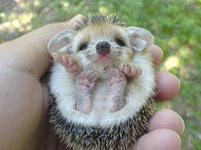 leopard: Mini Hedgehog