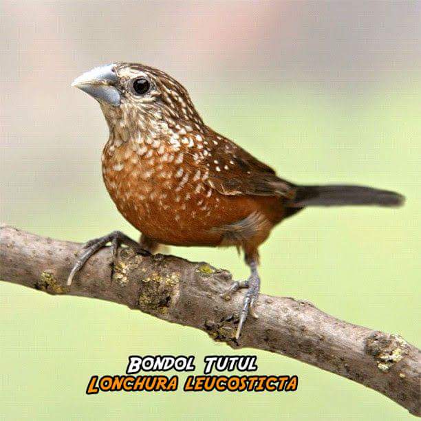 Super Cantik! 25 Jenis Finch Asli Indonesia - Gaco Gacor