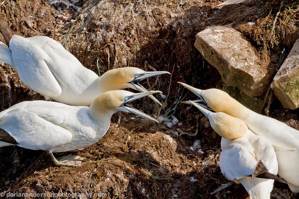 Biking for Birds: Jan 10 (Day 10) - Northern gannet jinx avoided, bonus ...