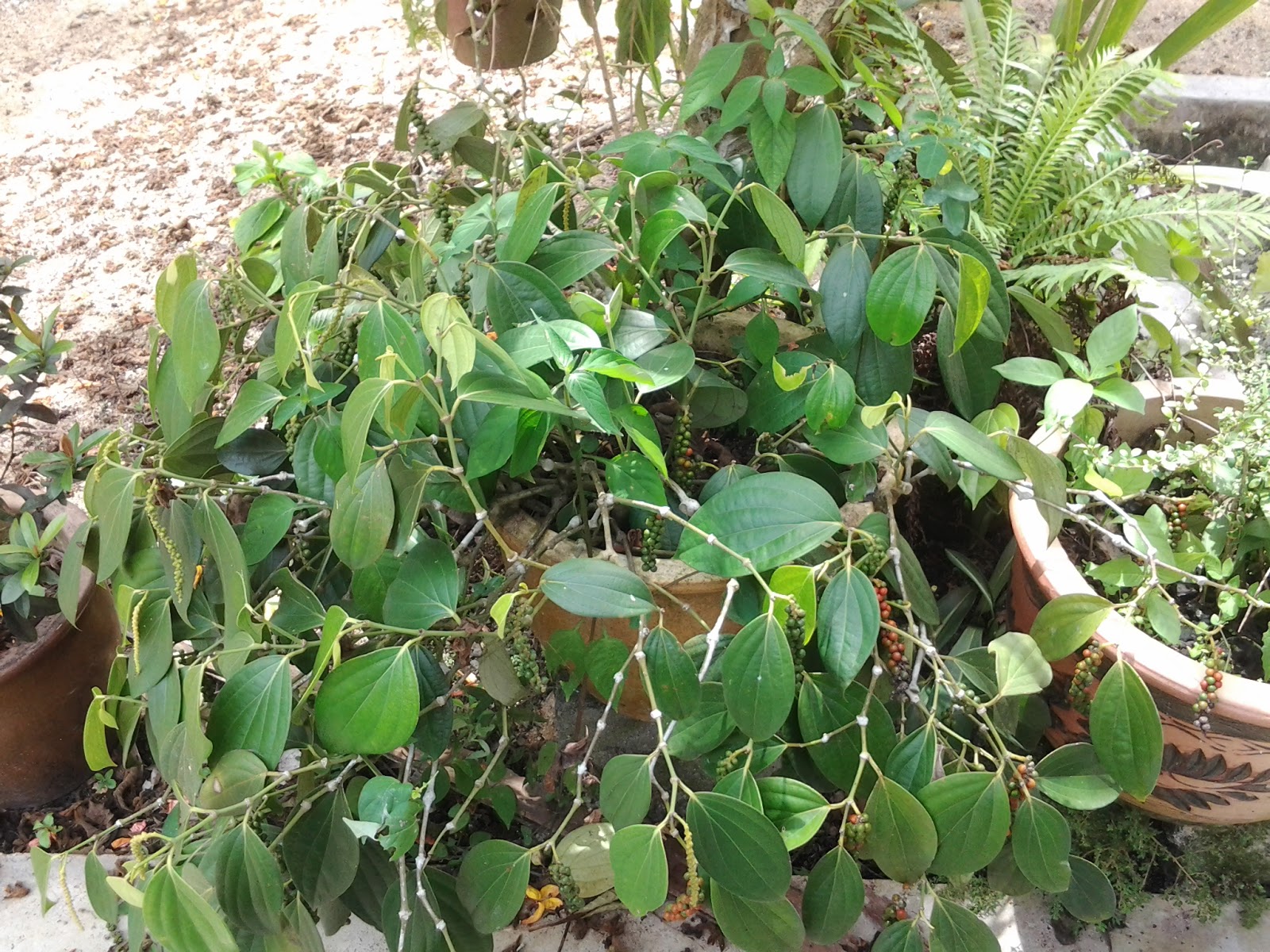 pokok lada hitam dalam pasu - Alan Shelton