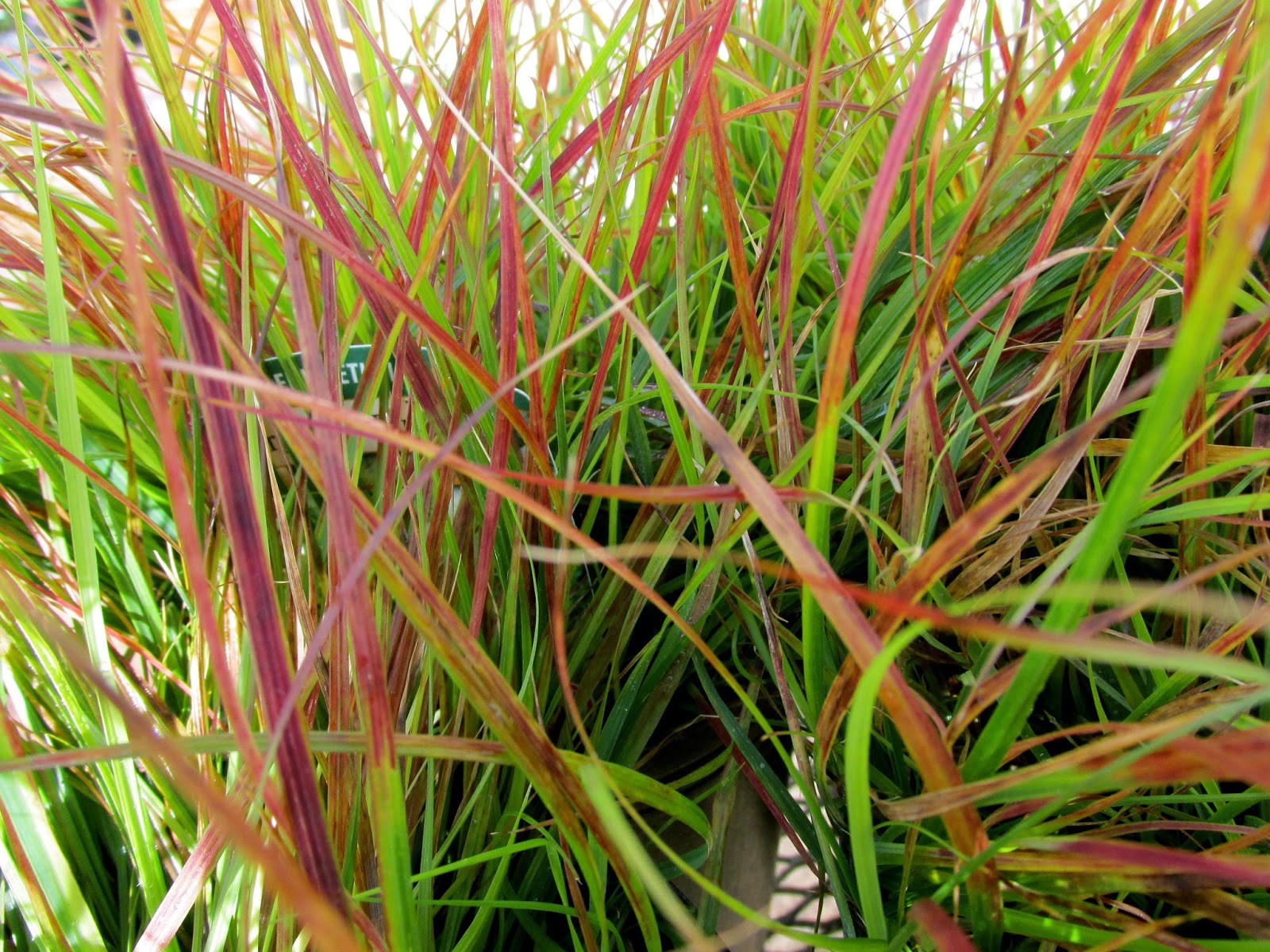 Silver Heights Nursery: Fall is in the air!