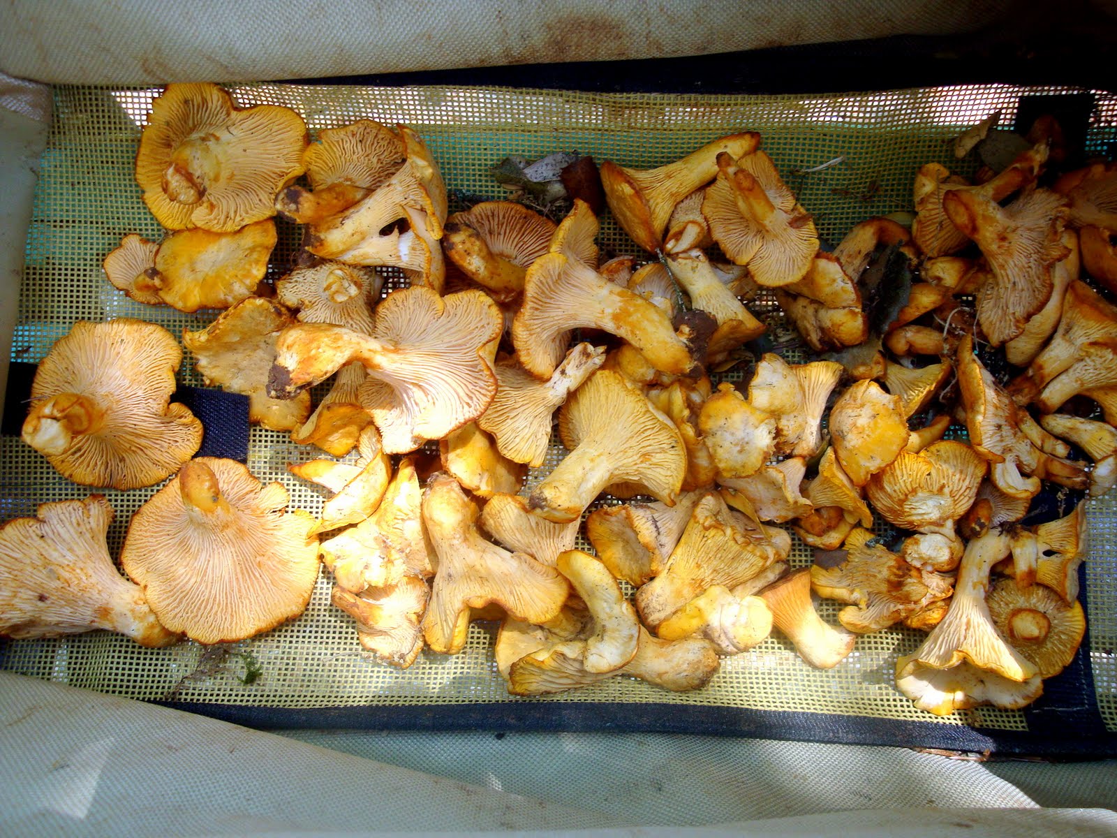 OPINIONES Y HECHOS: EL CANTARELLUS CIBARIUS O REBOZUELO