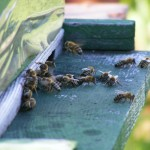 La Colmena: LA COLMENA Y SU ESTRUCTURA