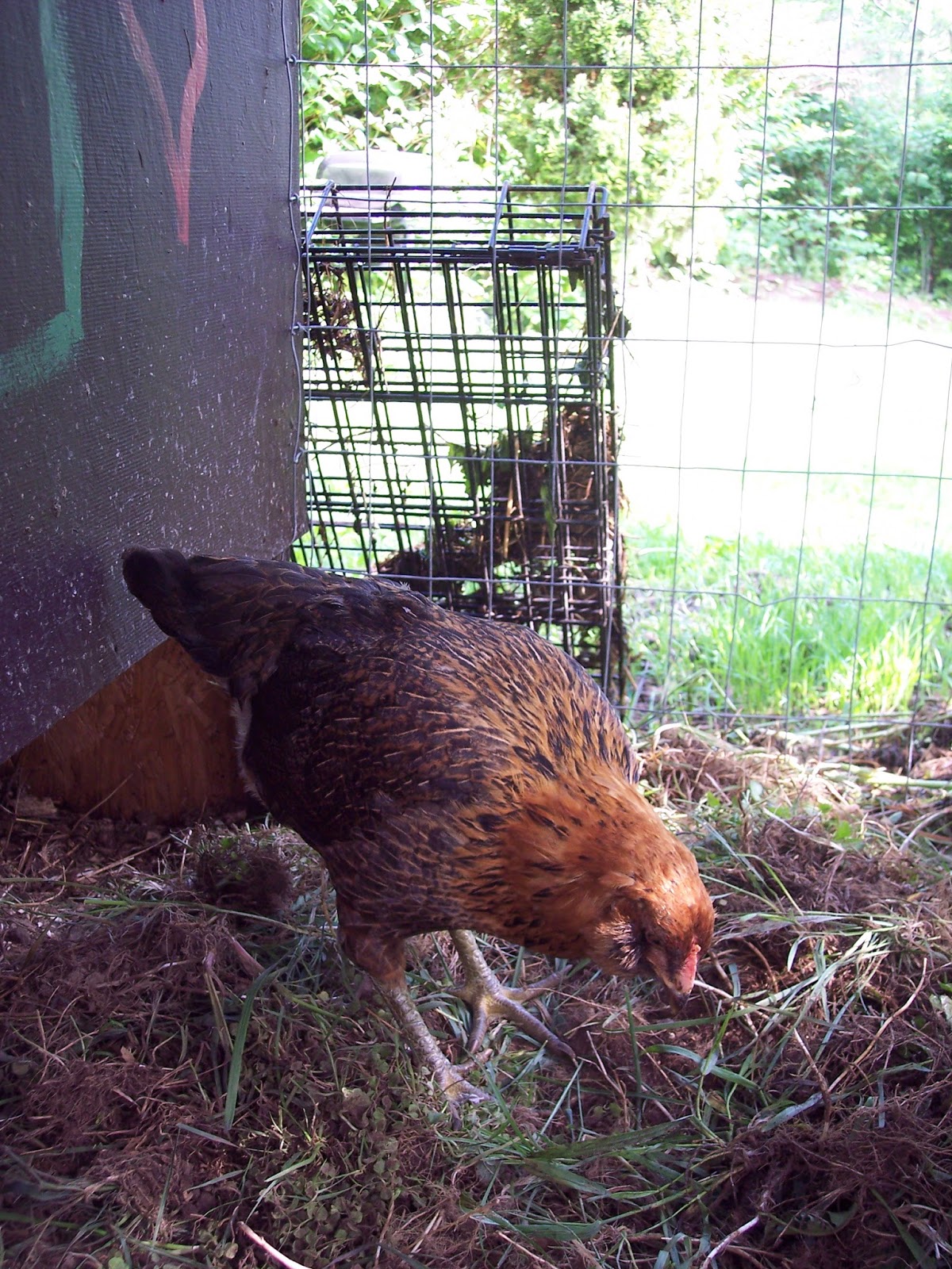 A Bully In The Hen House