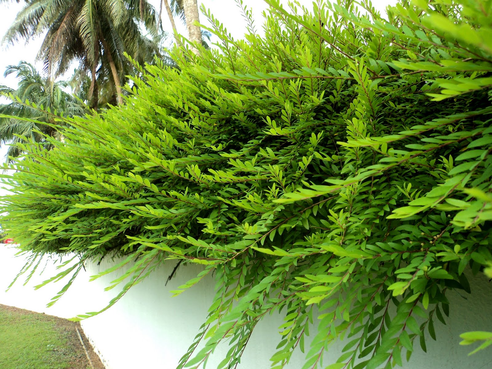 Laman Kambatik Plants list (3rd ed.): Phyllanthus myrtifolius