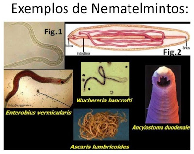 Fofurinhas Biológicas: NEMATELMINTOS: OS VERMES CILÍNDRICOS