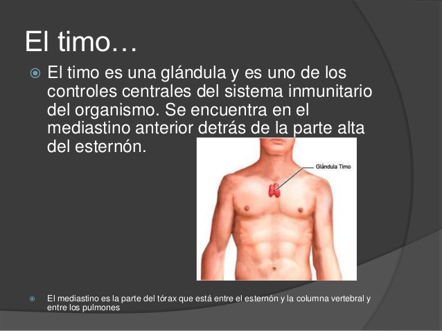 LA MAFLIX: LA GLANDULA DE LA FELICIDAD O DE EL TIMO