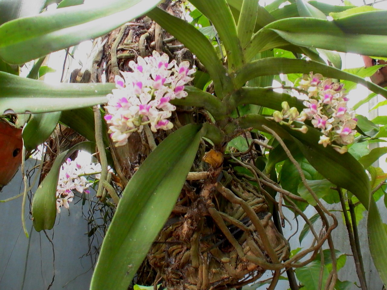 Giao lưu và học hỏi: Phong lan nở sớm