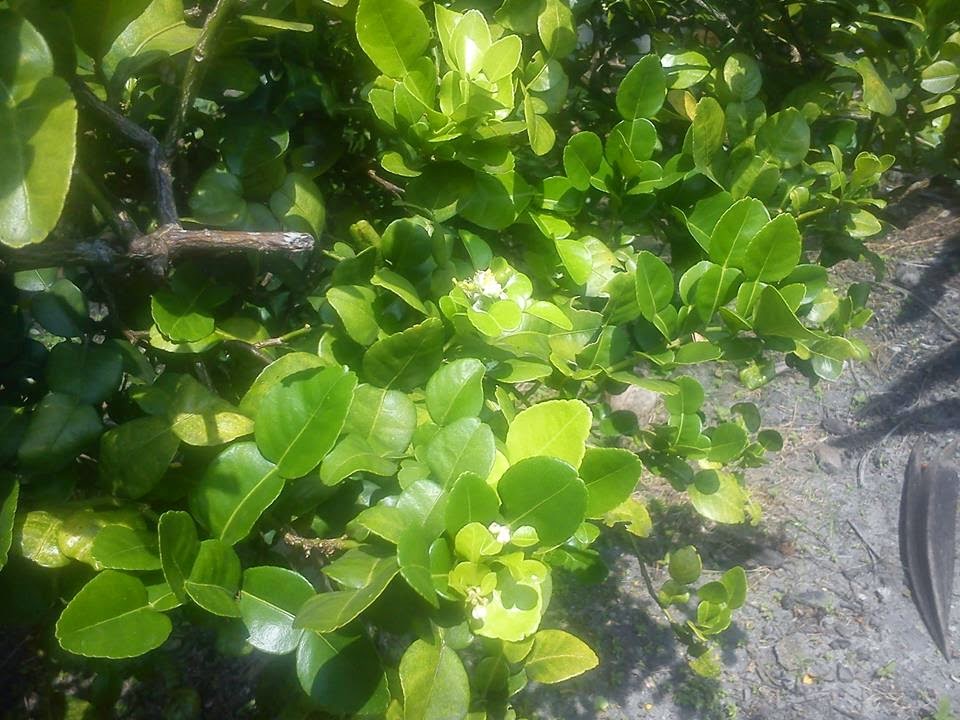 POKOK SUBUR - Teknik penanaman supaya POKOK SUBUR: Baja pertanian