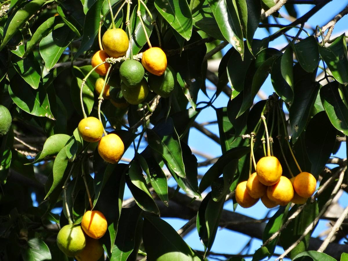 Trapiá - Crateva tapia L.