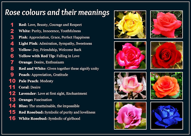 Daveswordsofwisdom.com: Beautiful Roses, Amazing Colours and Their ...