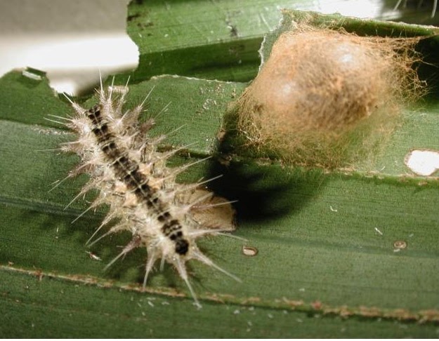 Garden Guy Hawaii: Stinging Nettle Caterpillar