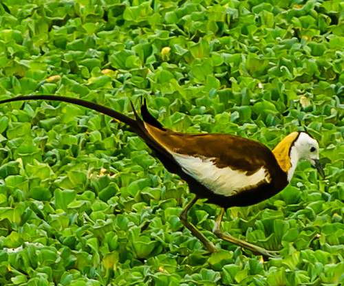 Pheasant-tailed jacana photos | Birds of India | Bird World