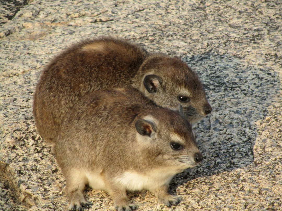 Wildlife of the World: Hyrax Animal Facts & Images 2013