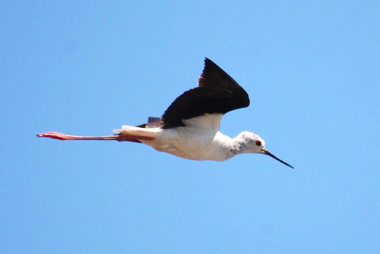 Imagens da vida animal: O voo das aves: Pernilongo (Himantopus himantopus)