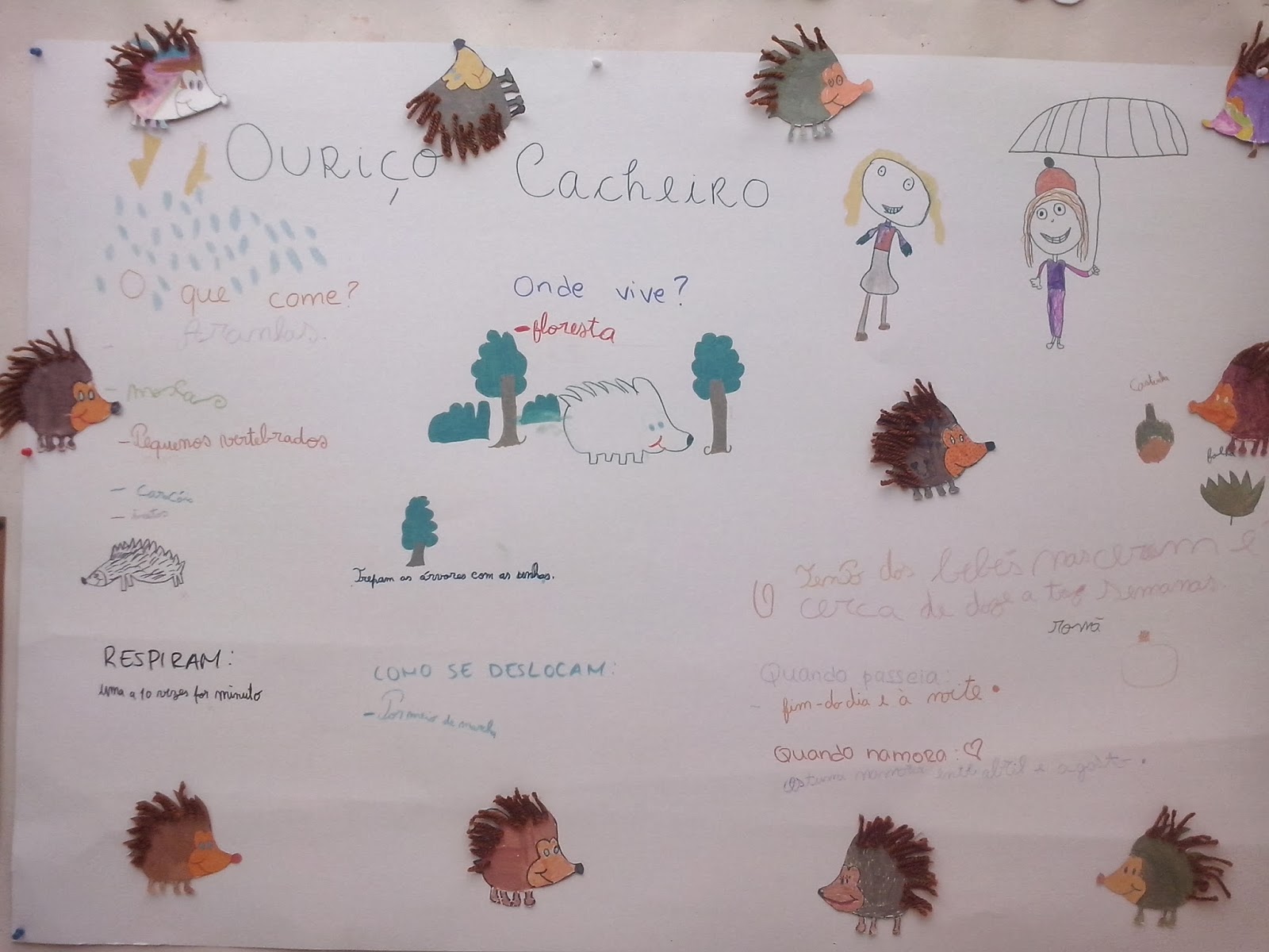 EB - Anselmo de Oliveira: Projeto Ouriço-cacheiro