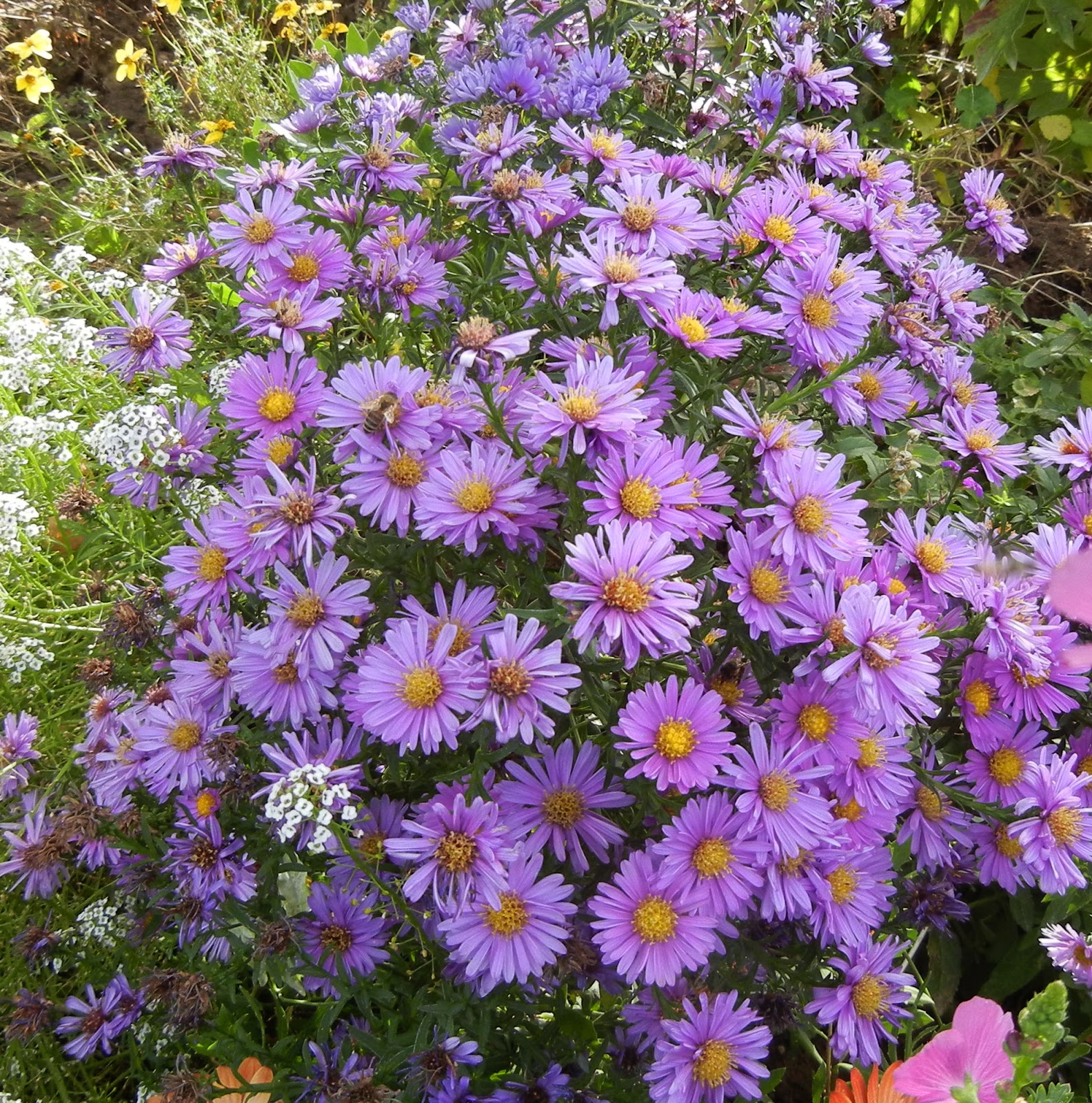 Photographing Flowers: Violets & Purples Through the Season