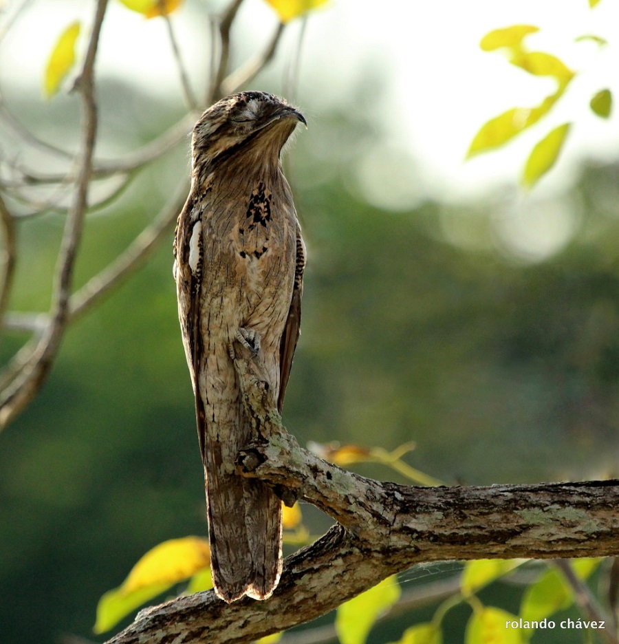 TVL: Ave da semana - Urutau