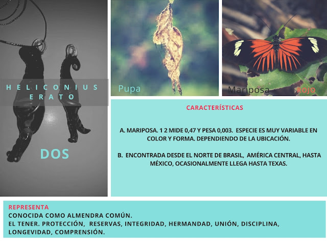 Clasificación de Crisálidas
