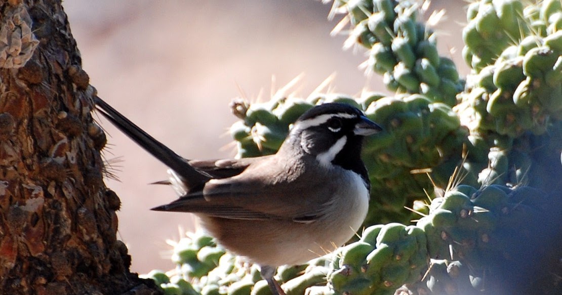 Birding Is Fun!: Black-throated Sparrow