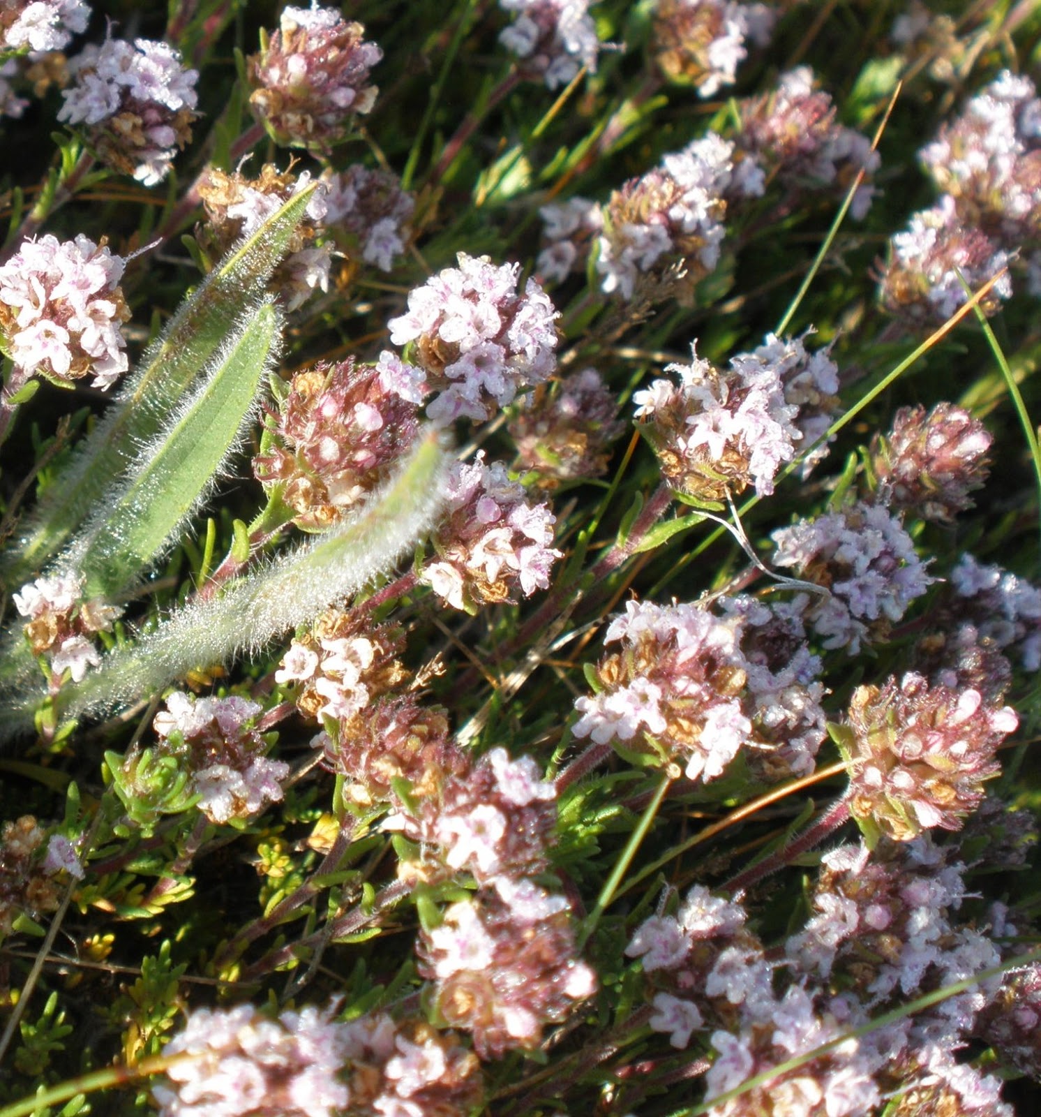 Barahona-Noticias: Flores de primavera en Baraona.