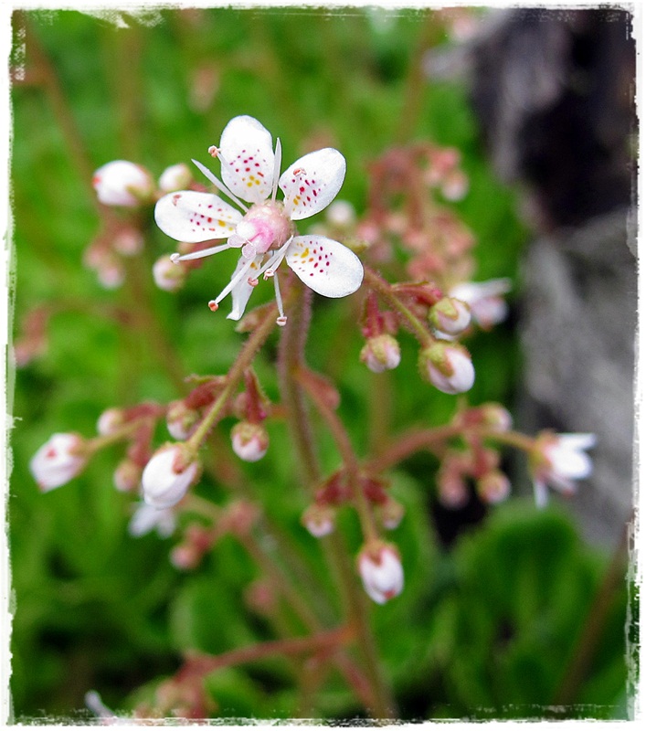 Växterna i min trädgård: SKUGGBRÄCKA