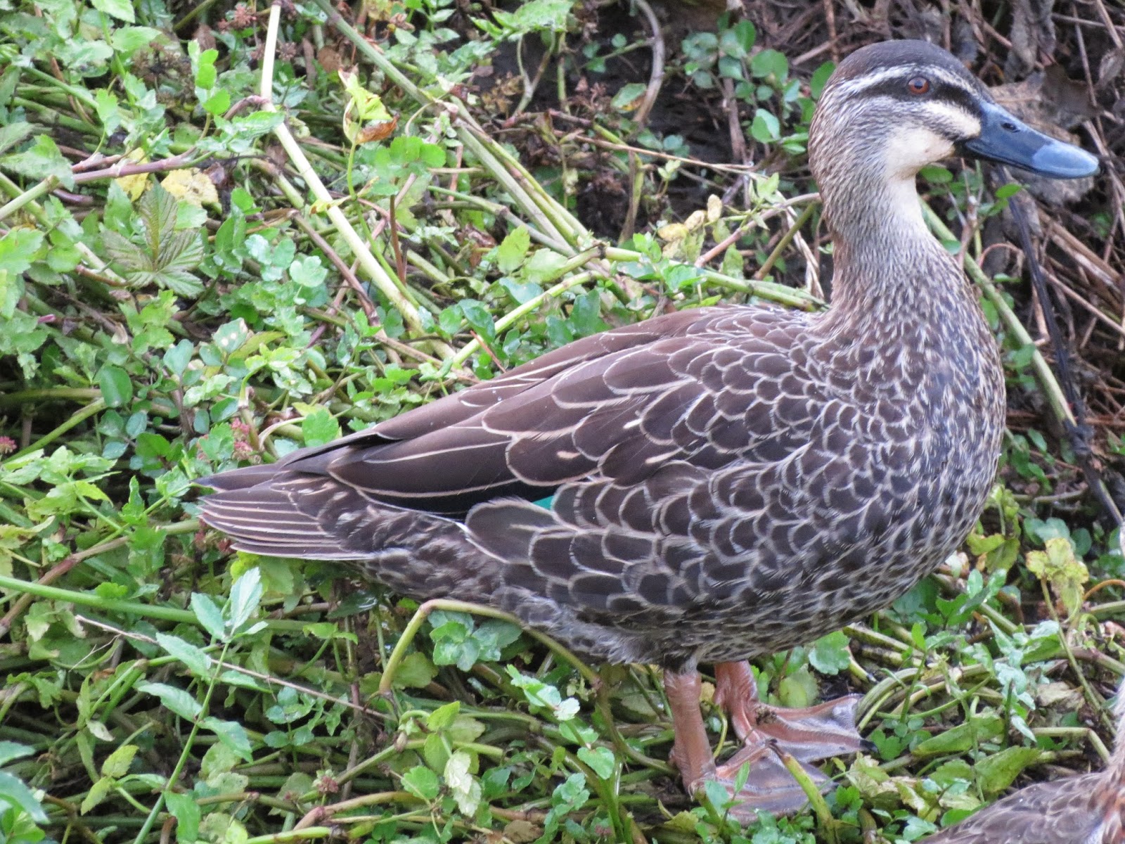 Midnight Collective: Critically endangered New Zealand duck sighted as ...