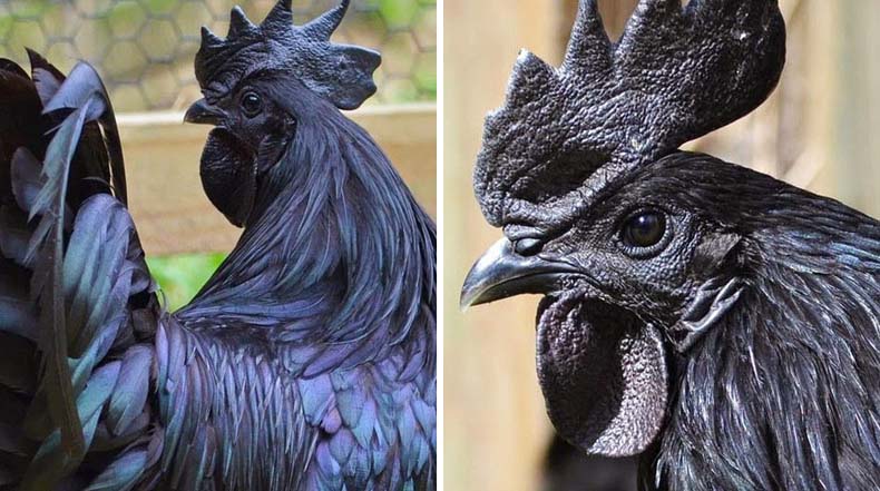 Ayam Cemani: Una rara raza de pollo que es negro tanto dentro como ...