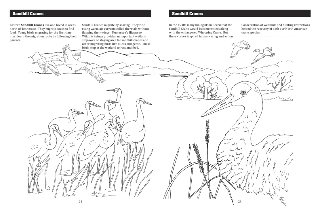 Vickie Henderson Art: Discover Birds Activity Book