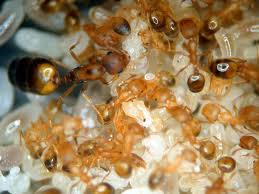 Pharaoh Ants: November 2011