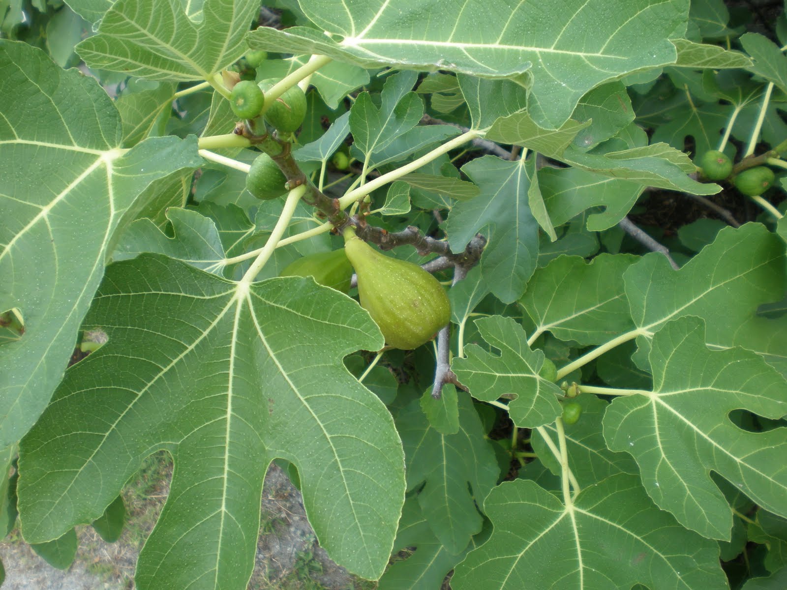 Sound Harvest & Garden: First crop figs!