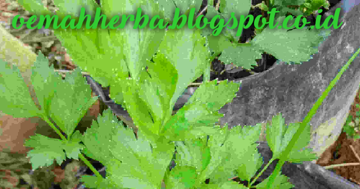 MANFAAT DAN KHASIAT DAUN SELEDRI