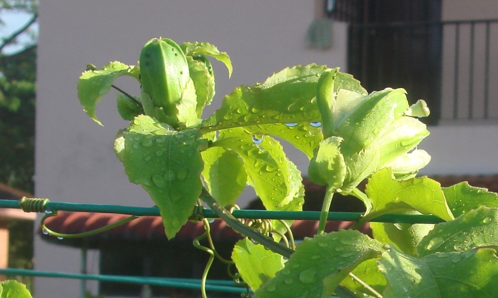My little vegetable garden: Passion fruit / markisa update 3