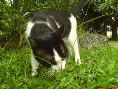 Kenapa Kucing Makan Rumput | KUCING COMEL