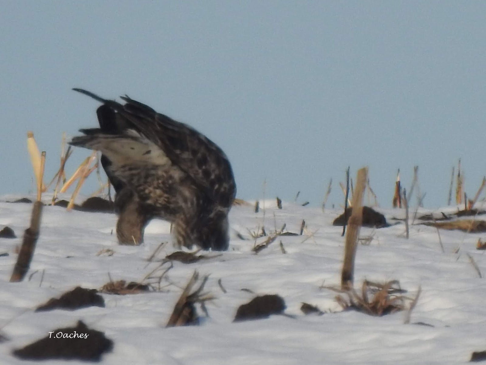 PASARI DIN ROMANIA: SORECAR INCALTAT, Buteo lagopus