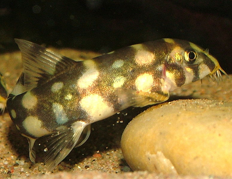Fish Pictures: Burmese border loach - Botia kubotai