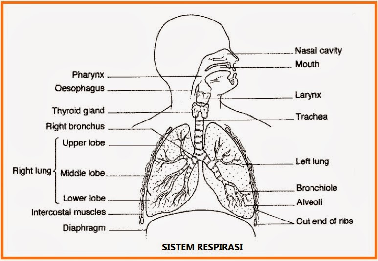 UJIAN RESPIRASI - Biology Page