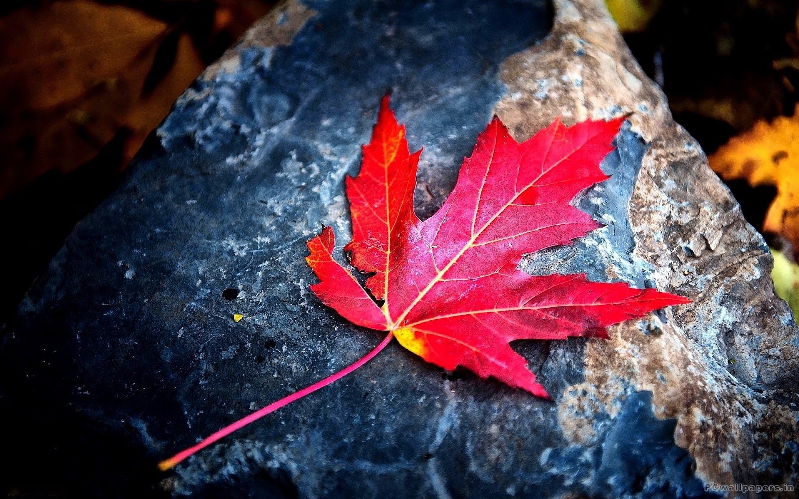 LAND OF MAPLE LEAF LAND OF MAPLE LEAF