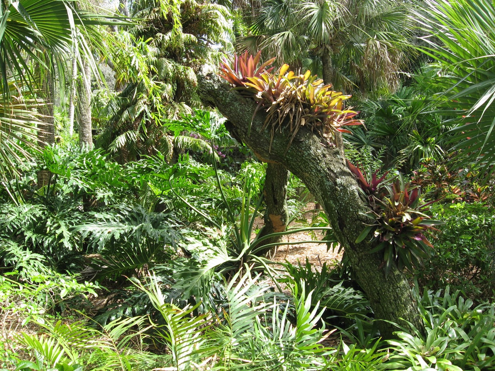 Marie Selby Botanical Gardens Marie Selby Botanical Gardens