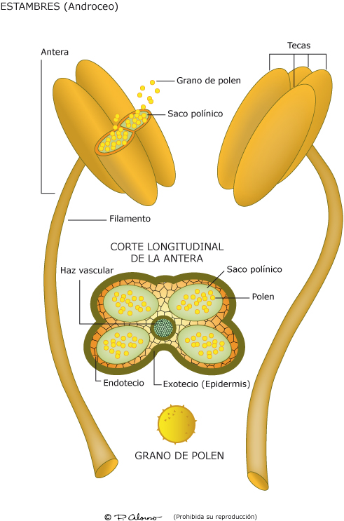 BIOLOGÍA VEGETAL II.: FLORES