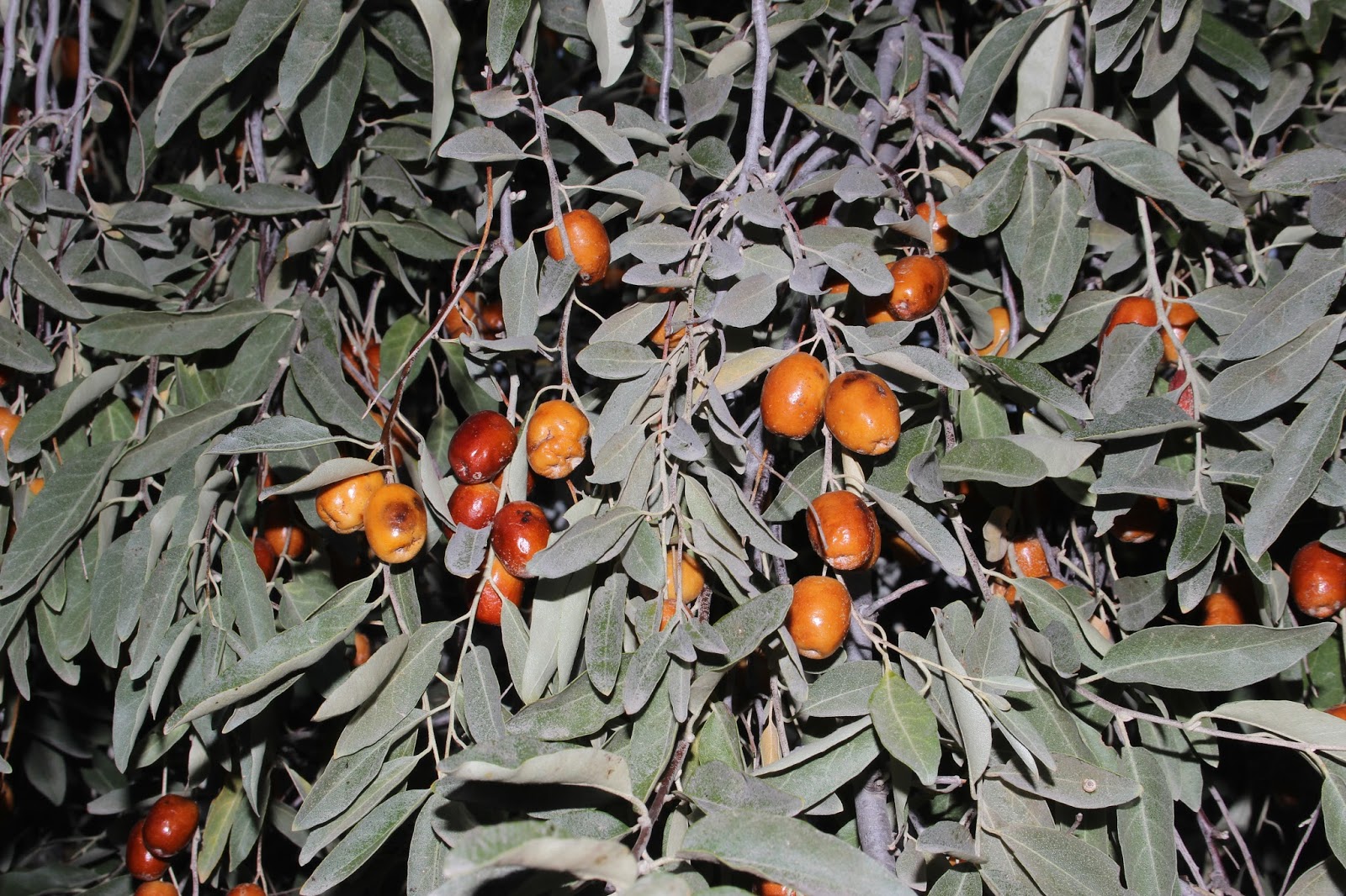 Biodiversity of Cyprus by NGO Protection of the Natural Heritage and ...