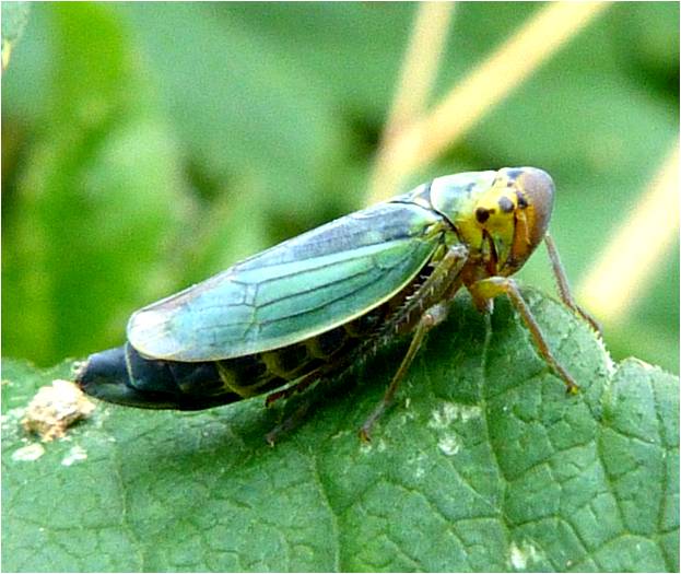 Insects of Scotland: True Bugs