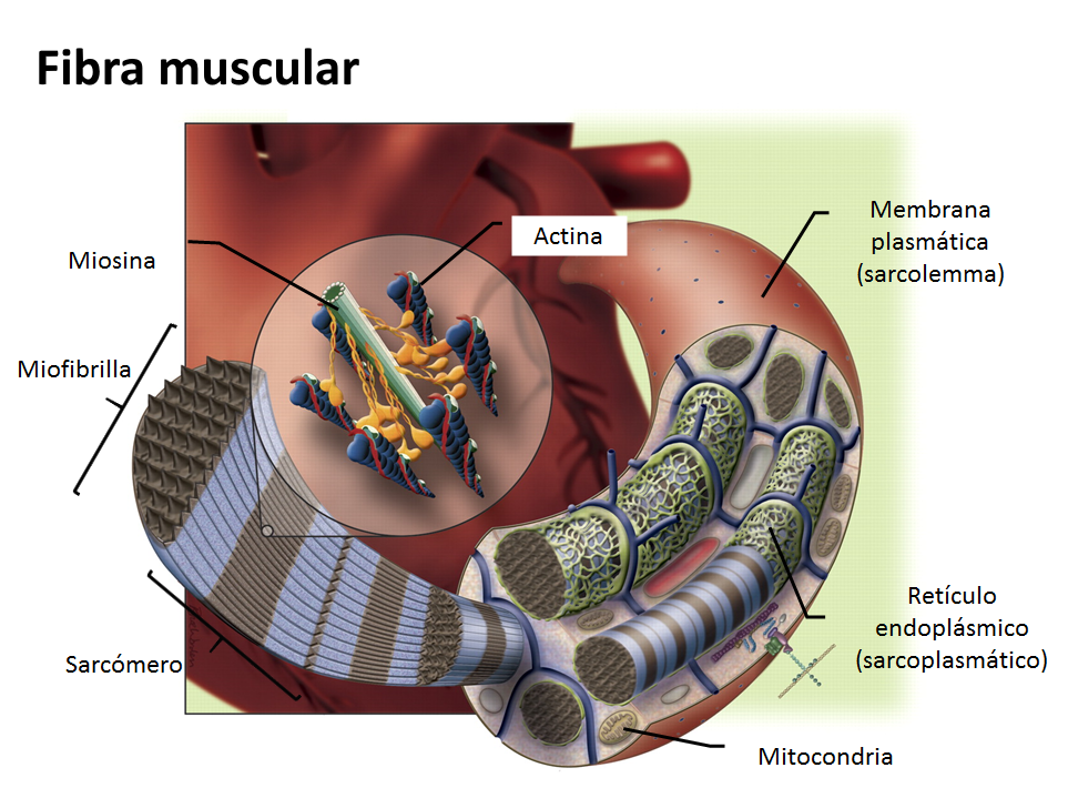 B.log.ia 2.0: El nivel tisular