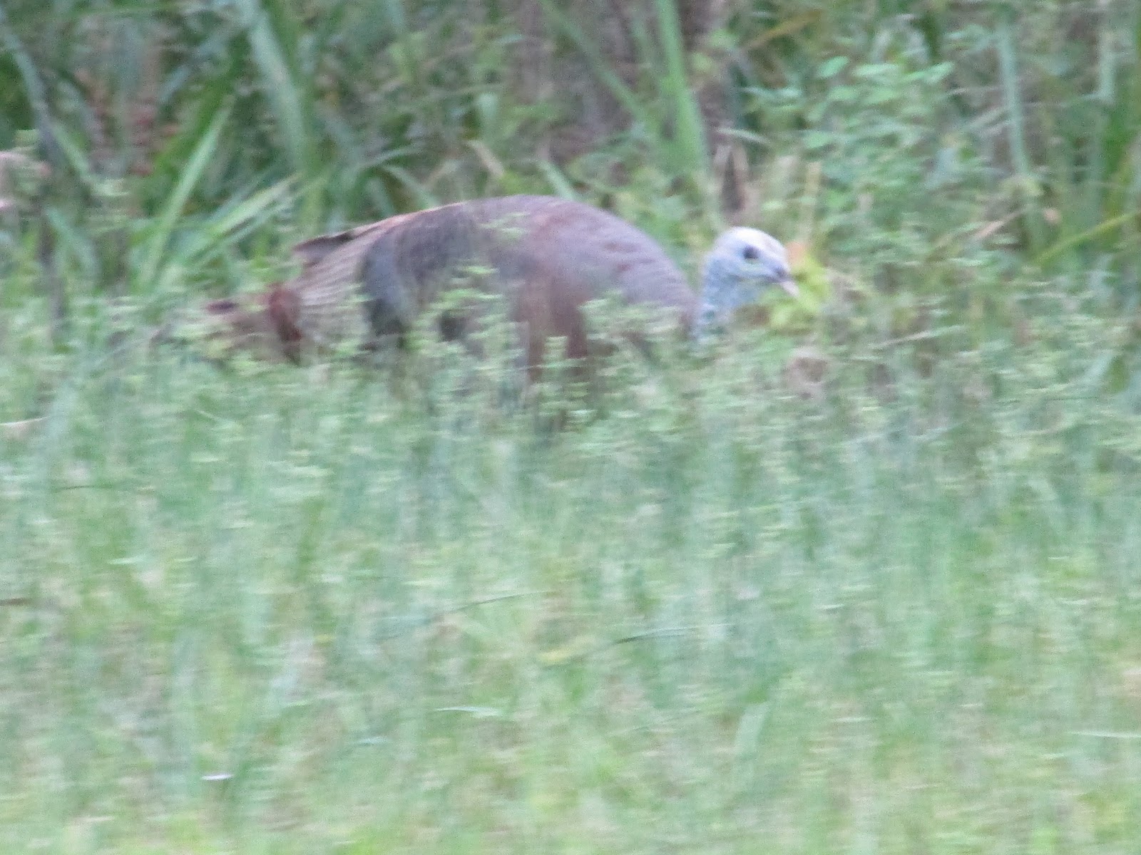 Dave's Yak Tales: Wekiva River